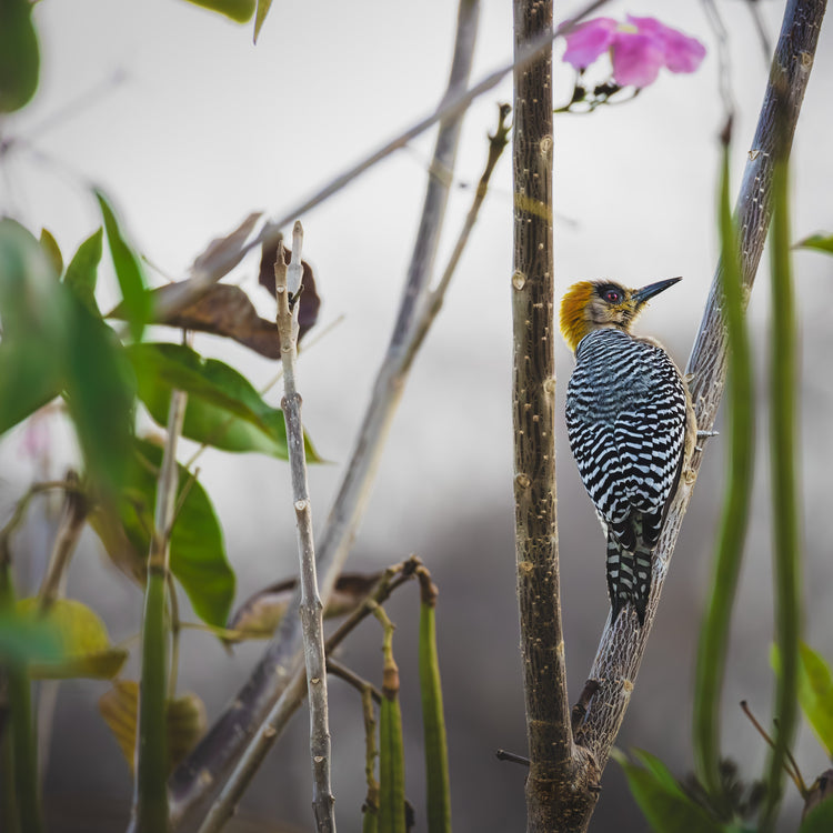 WildLenz - Fine Art Photography – WildLenz Fine Art
