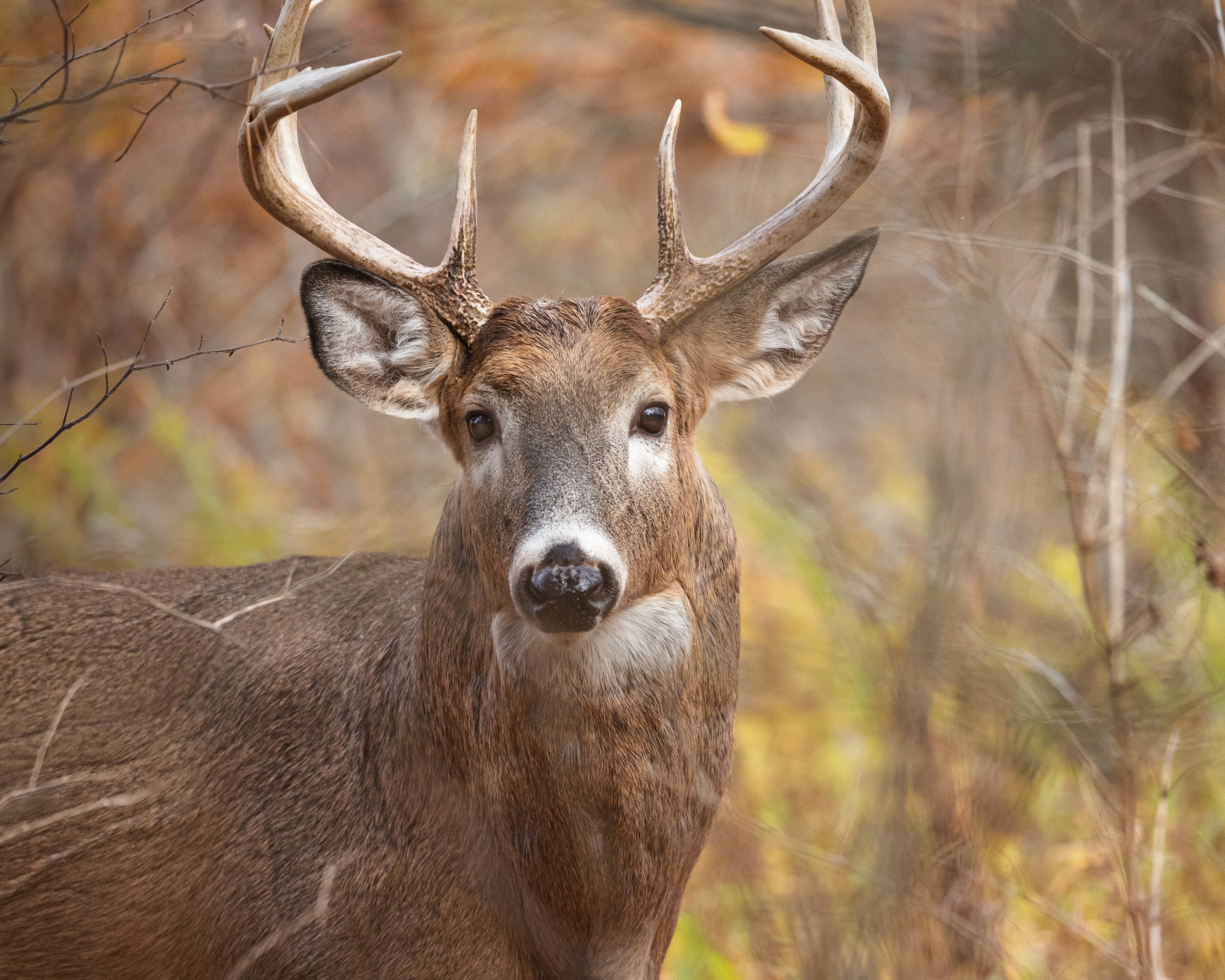 WOODLAND BUCK – WildLenz Fine Art
